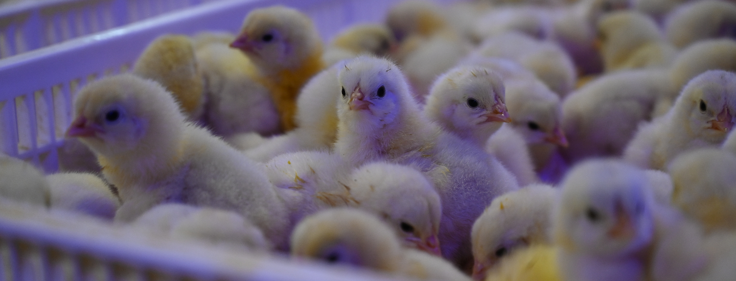 Galina - Les étapes de l'accouvage des poussins de chair chez Galina